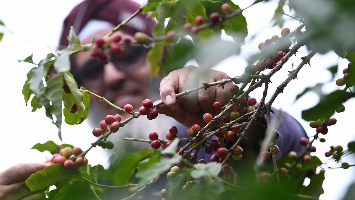 year of Saudi Coffee feature | Aramco Life