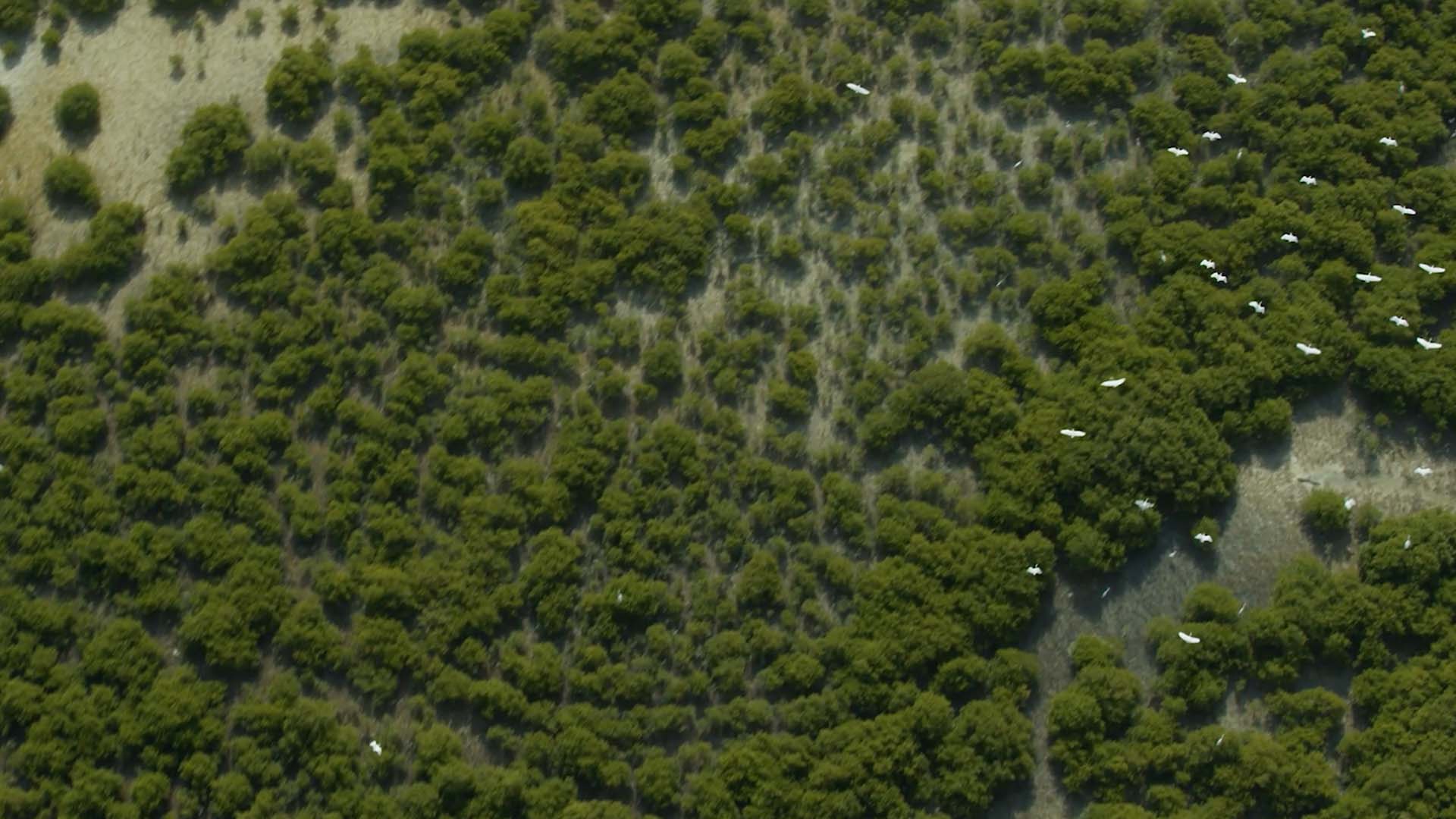 VIDEO: Environmental protection signing anniversary | Aramco Life