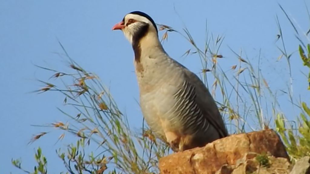 Birds of Arabia | Aramco Life