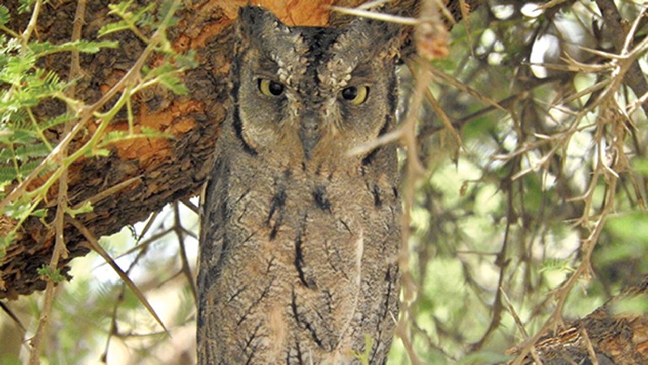 Birds of Arabia | Aramco Life