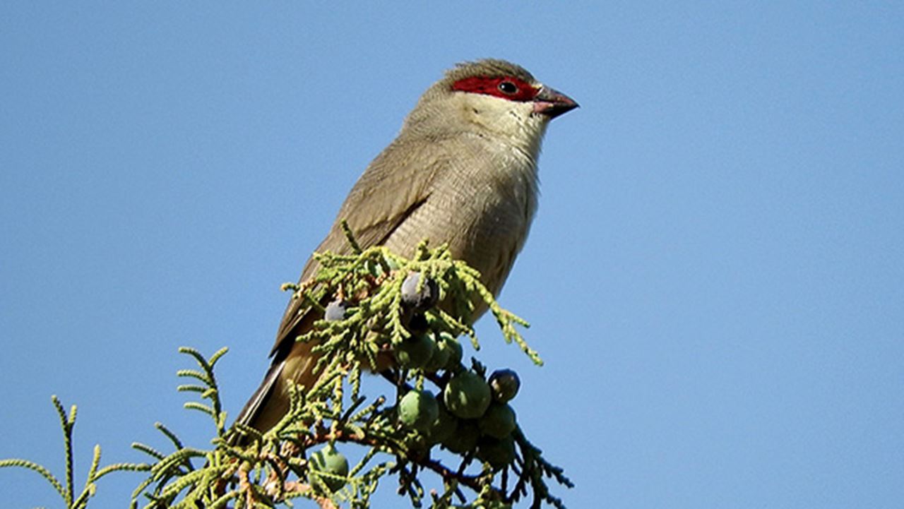 Birds of Arabia | Aramco Life