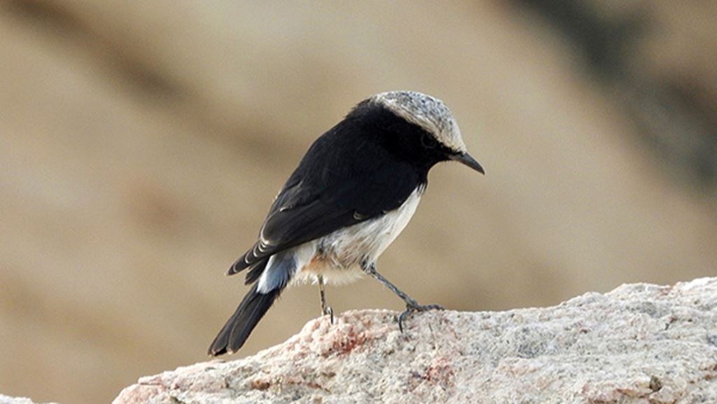 Birds of Arabia | Aramco Life