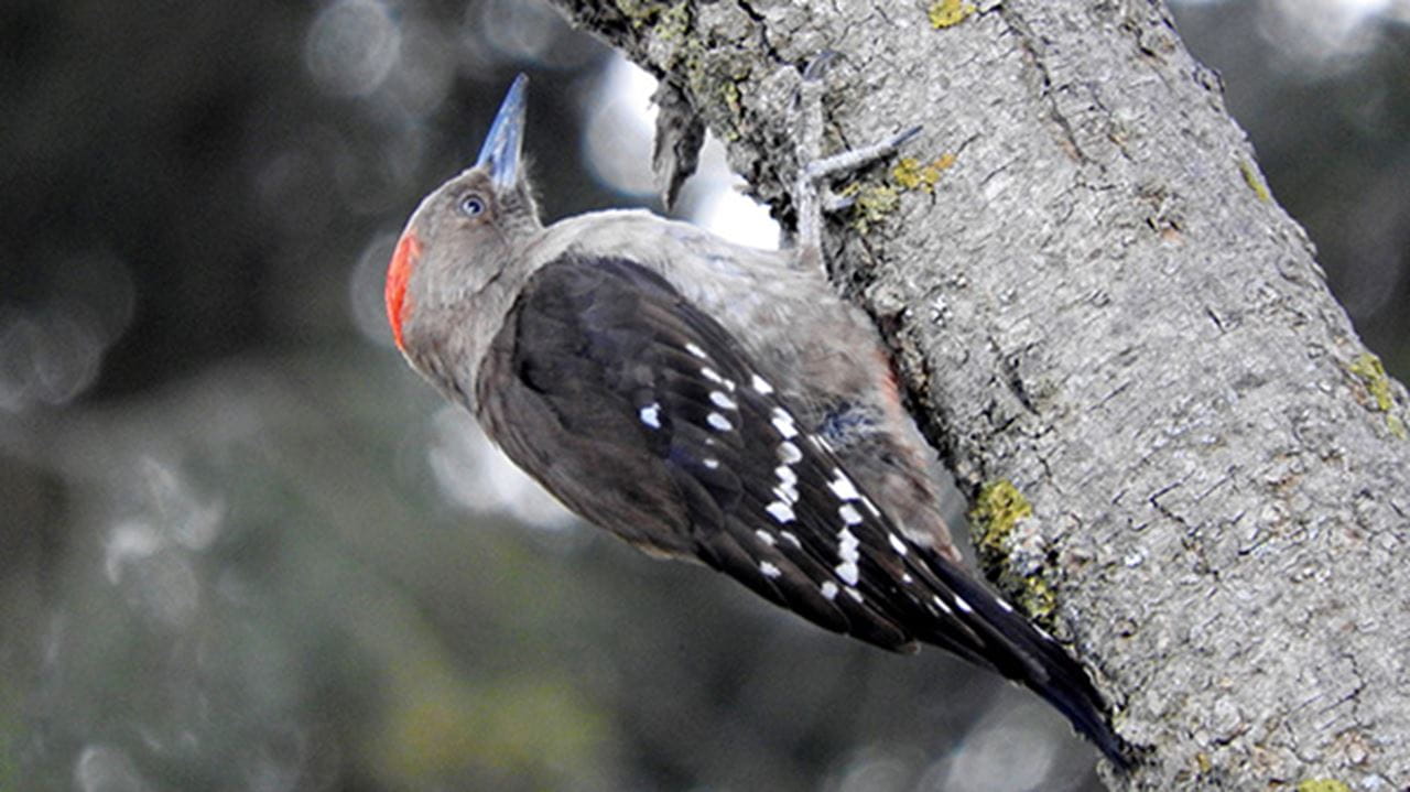 Birds of Arabia | Aramco Life
