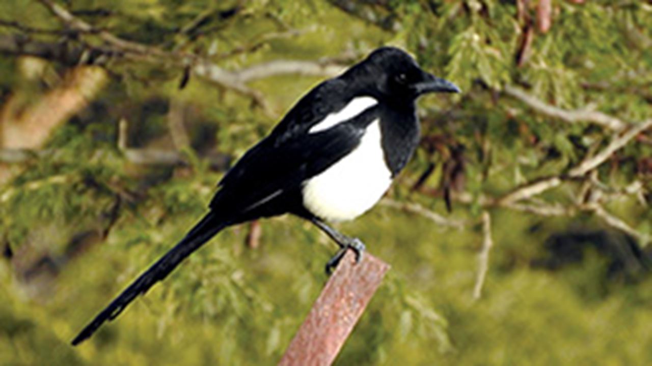 Birds of Arabia | Aramco Life