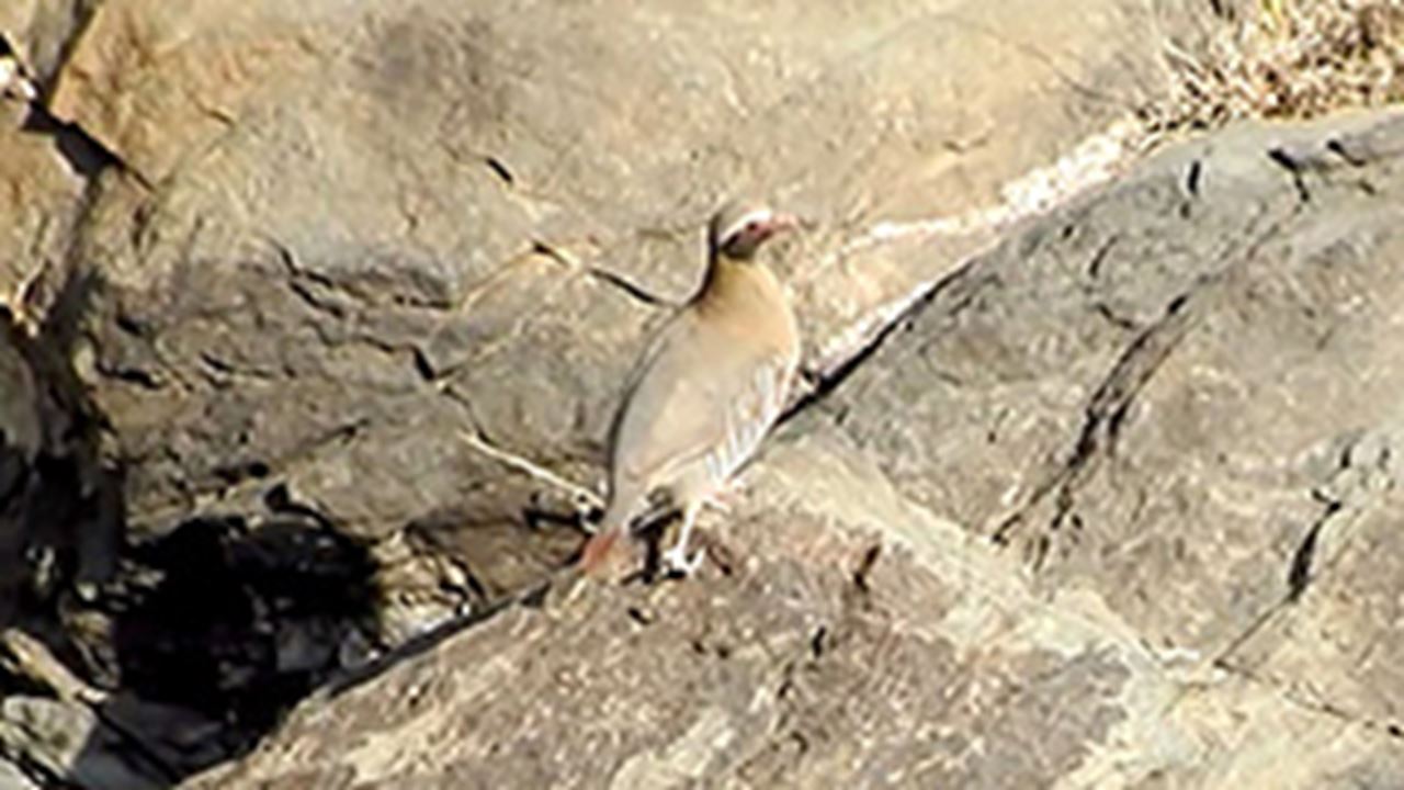 Birds of Arabia | Aramco Life