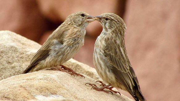 Birds of Arabia | Aramco Life