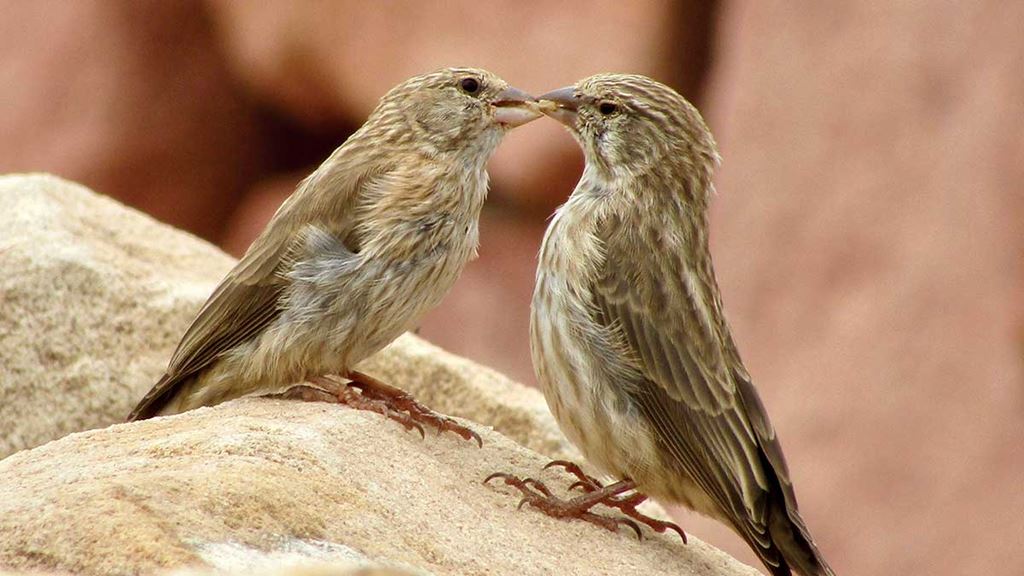 Birds of Arabia | Aramco Life