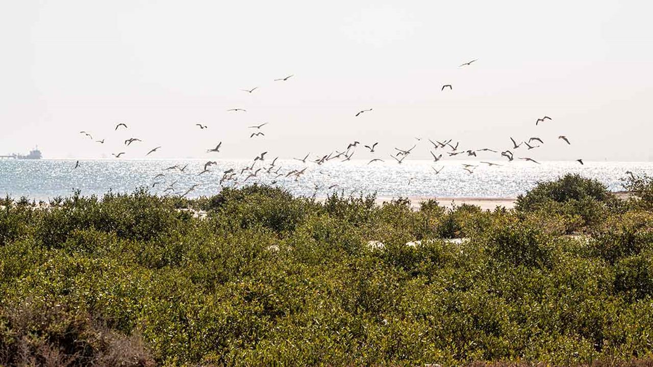 NAOO Environmental Excellence | Aramco Life