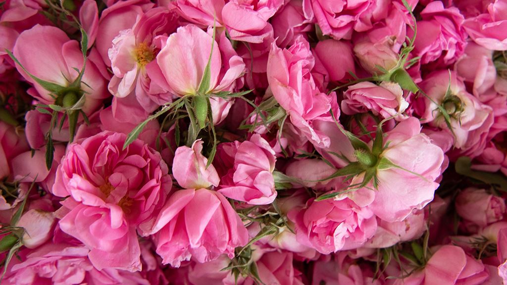 Taif’s flowers | Aramco Life