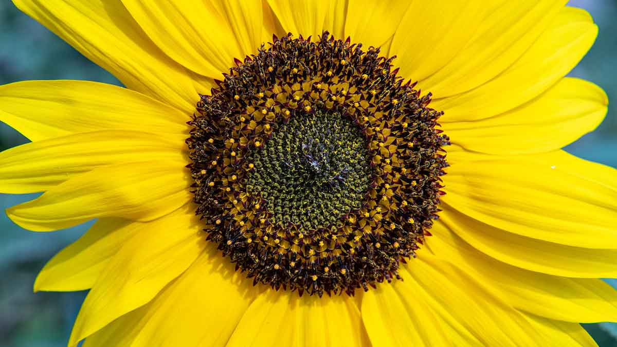 Dhahran Best Yard Competition 2023 | Aramco Life