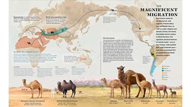 AramcoWorld Camel feature | Aramco Life
