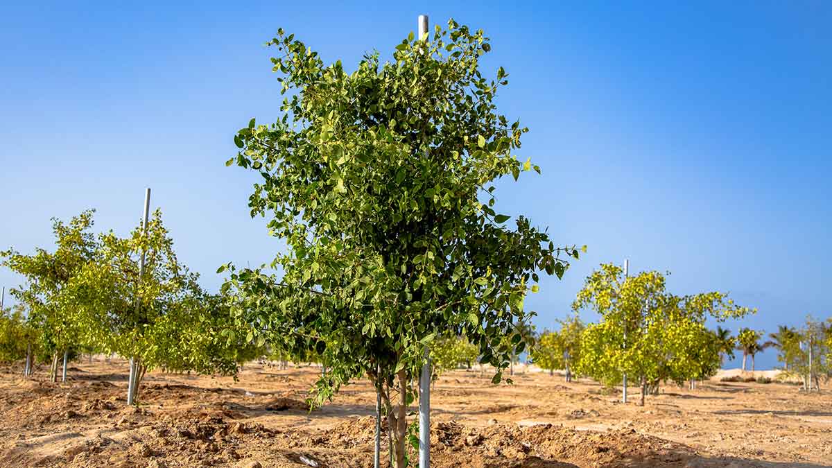 VIDEO Master Gas System expansion | Aramco Life